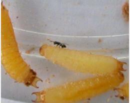 Le Brontispa longissima : dégâts sur cocotiers et méthodes de lutte ...