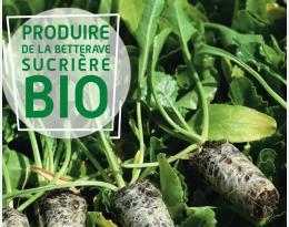 Guide Produire de la betterave sucrière bio | Ecophytopic