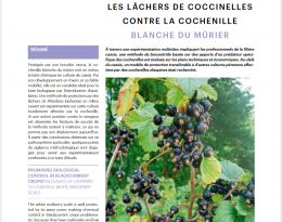 Une piste biocontrôle en culture de cassis ? Les lâchers de coccinelles ...