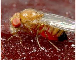 Ganaspis cf. brasiliensis (souche G1) : une guêpe parasitoïde pour ...