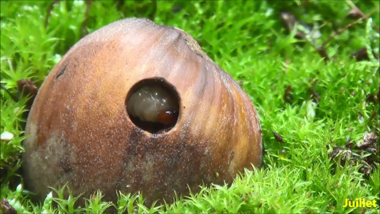 Balanin des noisettes | Ecophytopic