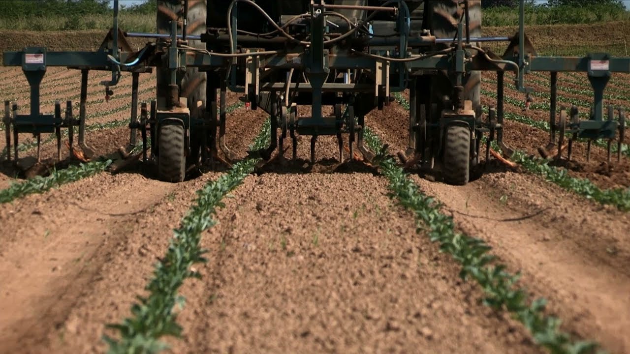 Produire des légumes autrement | Ecophytopic