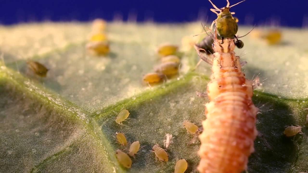 Chrysopes | Ecophytopic